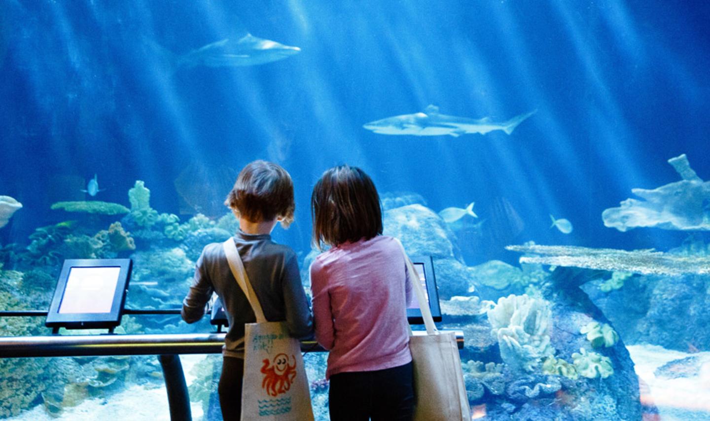 Open Museums in Chicago: Full Guide to Museums Reopening | Choose Chicago