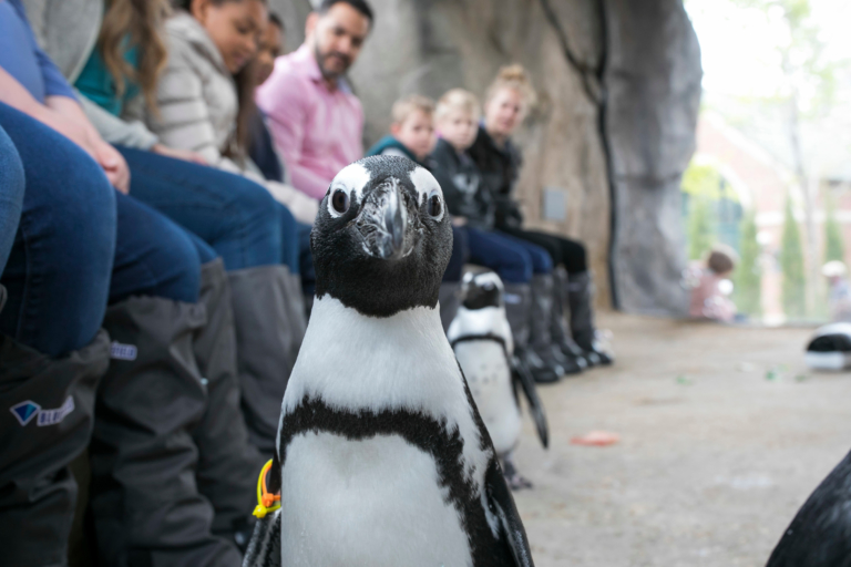 Chicago Zoos: Visit Lincoln Park & Brookfield Zoos | Choose Chicago