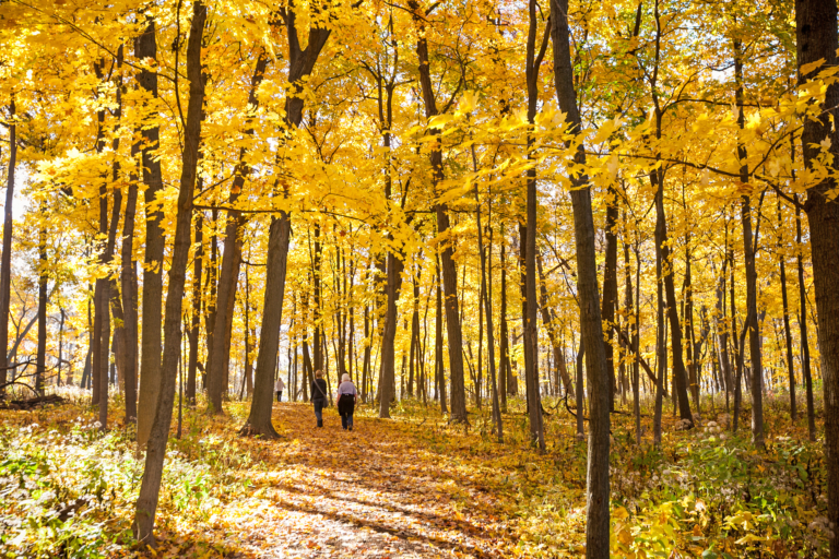 Where to see fall colors in and around Chicago | Choose Chicago