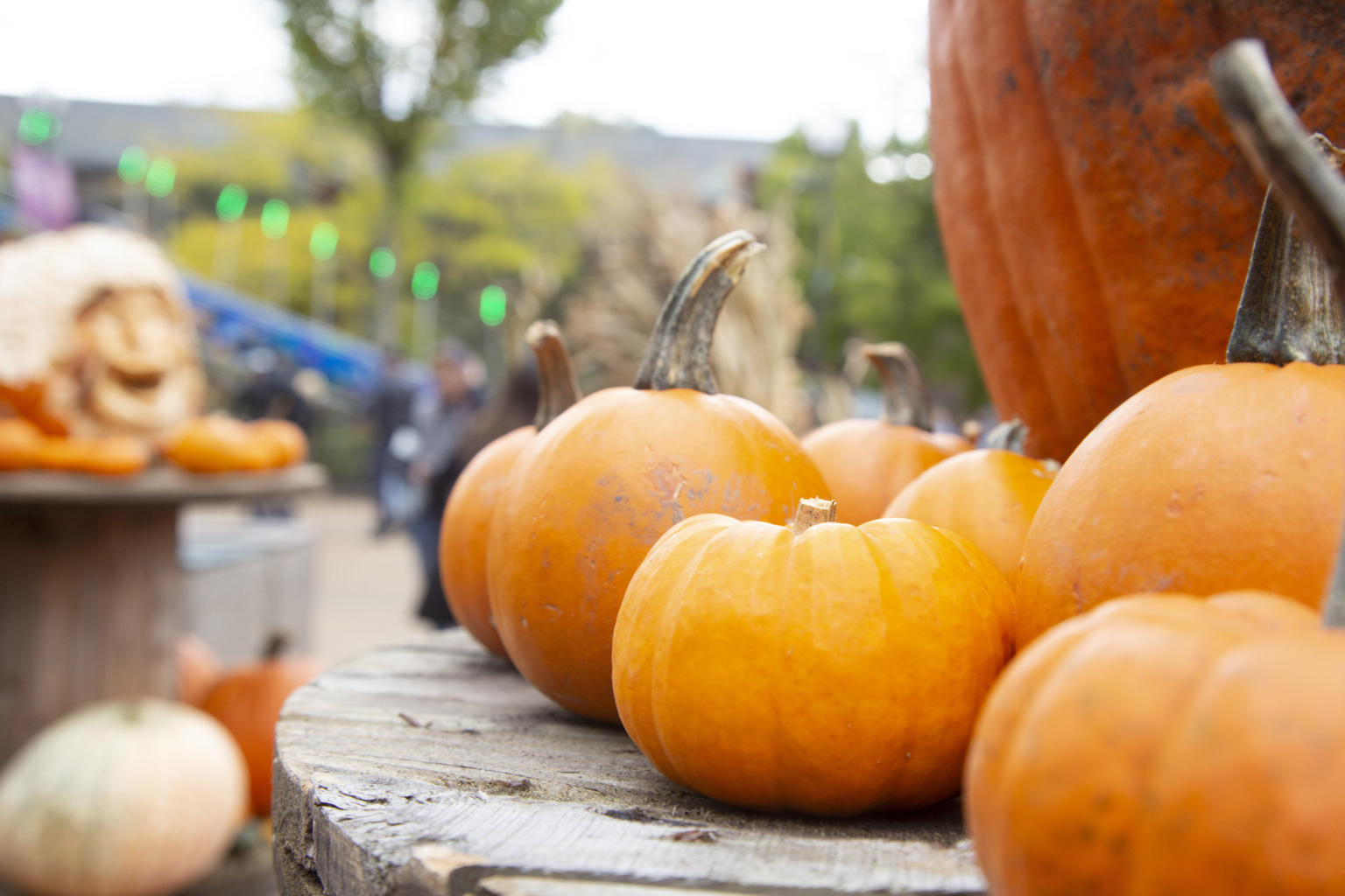 Chicago in the Fall: Top Things to Do and Fall Activities | Choose Chicago