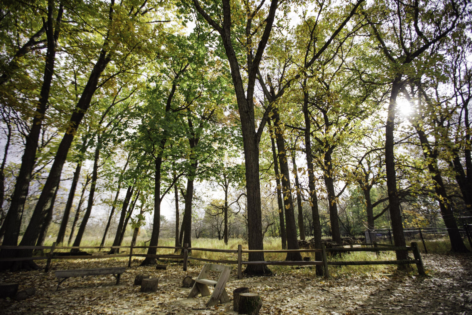 Chicago Fall Colors: Best Spots to See Foliage