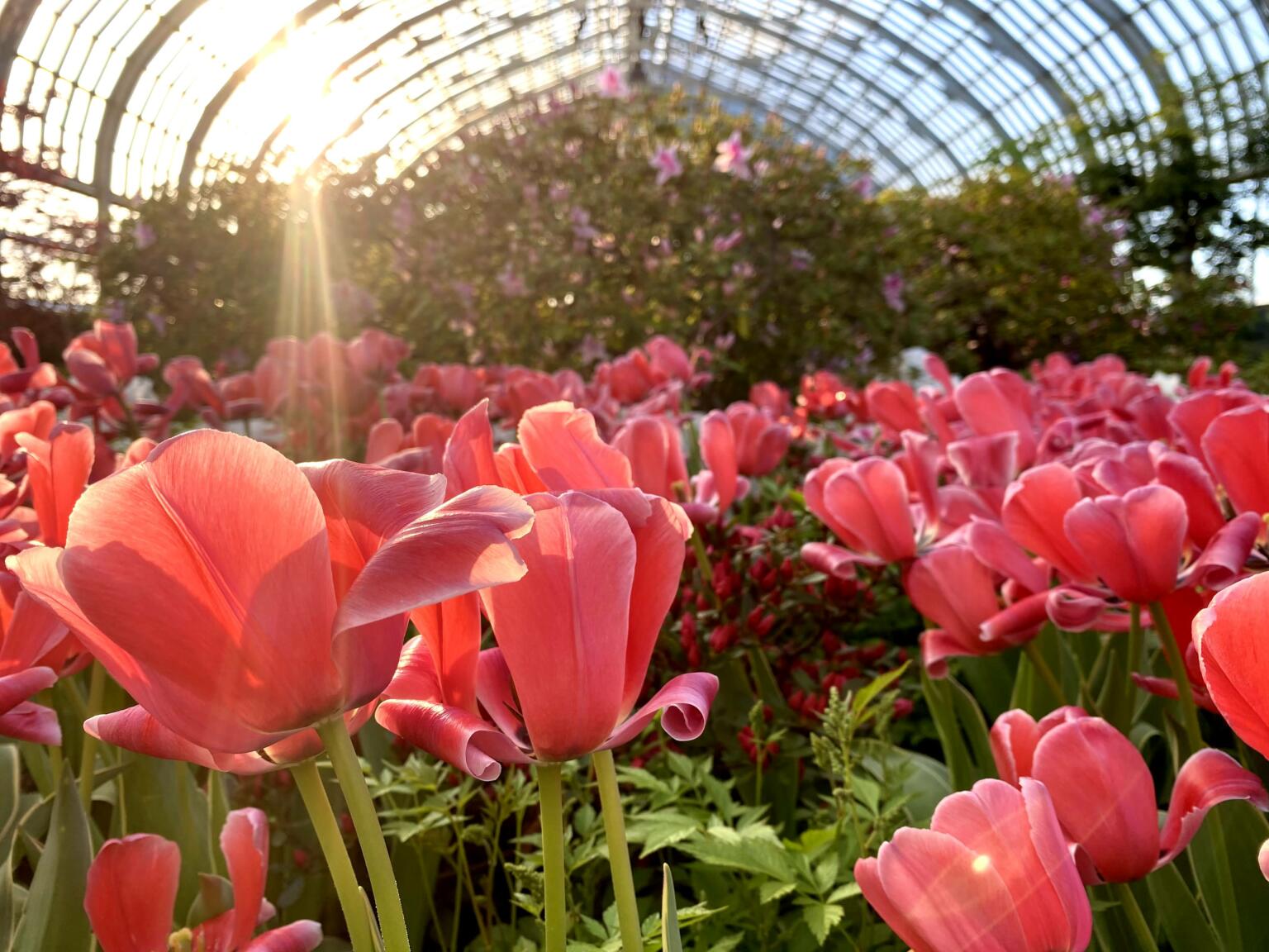 Where to See Spring Flowers in Chicago | Guide