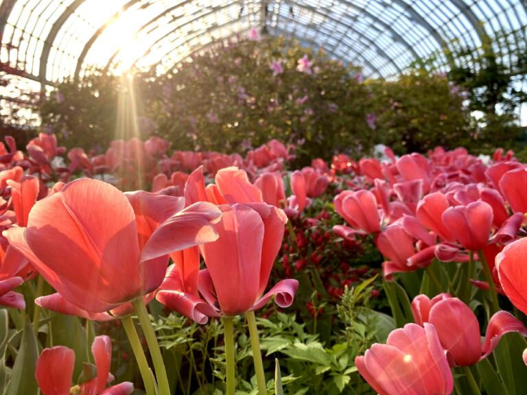Where to see spring flowers in Chicago | Choose Chicago