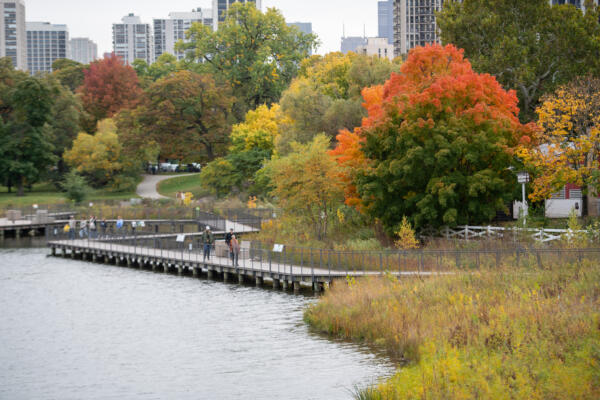 Chicago Fall Colors: Best Spots to See Foliage