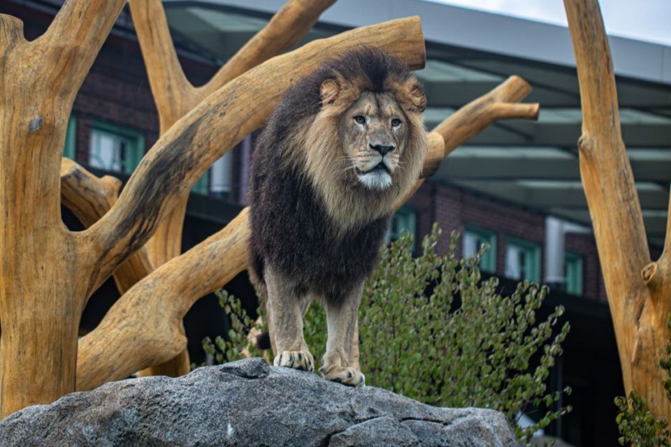 Explore Chicago’s free Lincoln Park Zoo | Choose Chicago