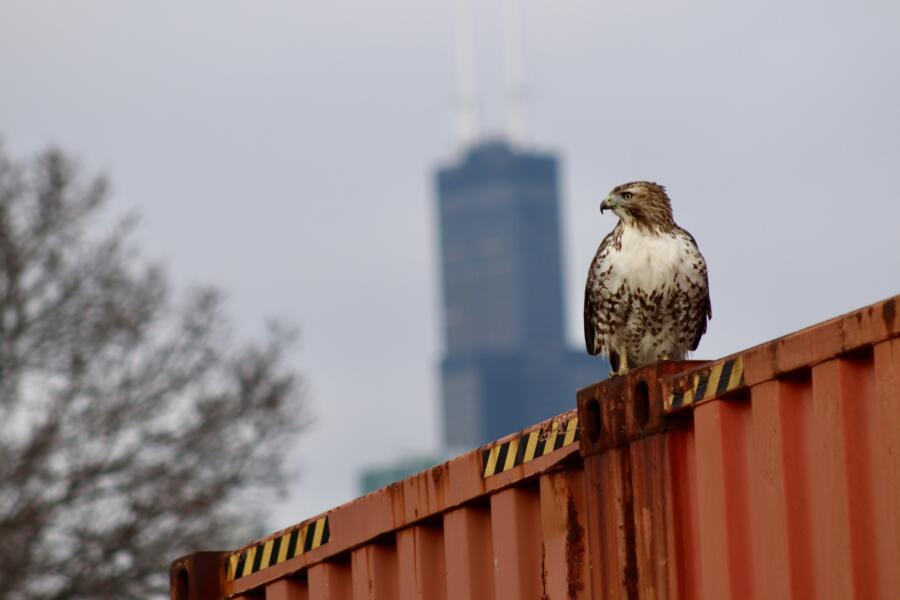Top spots for urban birdwatching from the Chicago BIPOC Birders ...