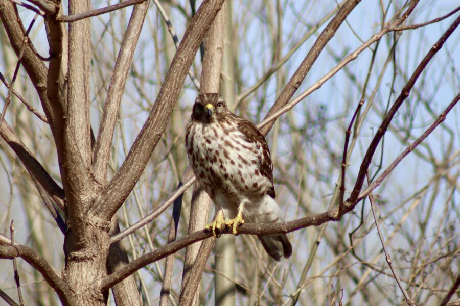 Top spots for urban birdwatching from the Chicago BIPOC Birders ...