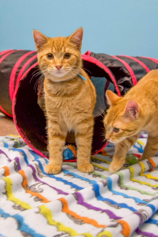 POP Cats Chicago | 03/01/2025 | Choose Chicago